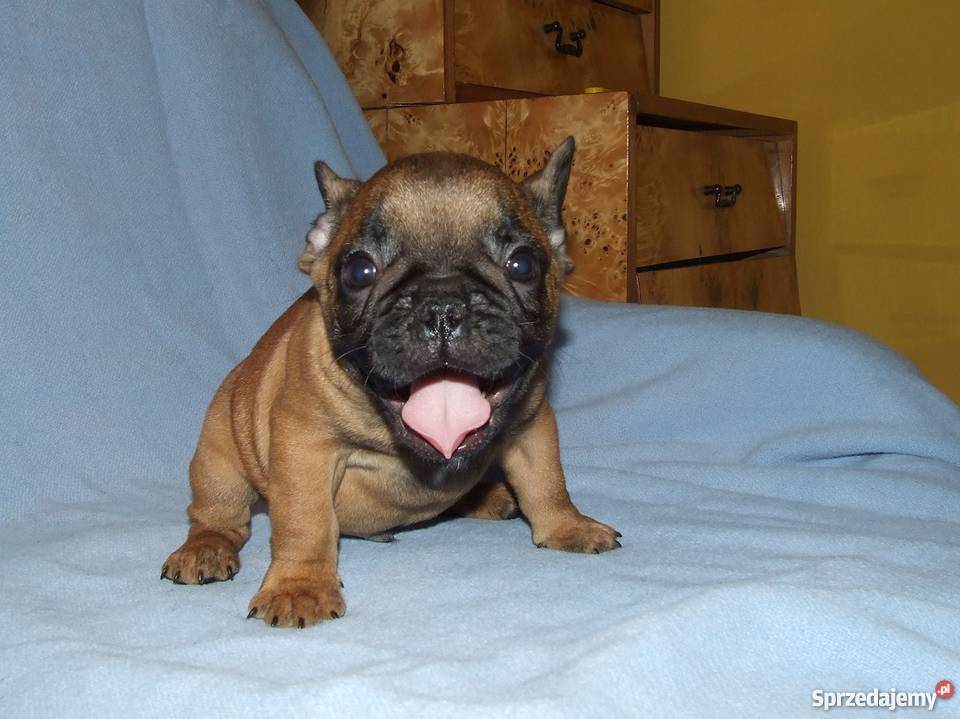 Buldog francuski buldożek buldogi szczenięta czerwone Nowe Miasto ...