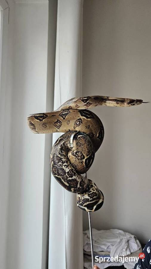 Wąż Boa Constrictor samiec. piękny tęczowy połysk Poznań - Sprzedajemy.pl