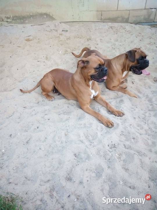 Boksery szczeniaki Zezulin Pierwszy - Sprzedajemy.pl