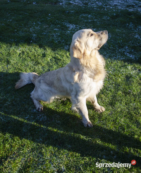 Wyjątkowe SUNIE Golden Retriever Stary Broniszew - Sprzedajemy.pl
