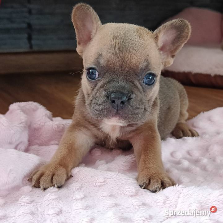 Buldogi francuskie silver merle ,blue fawn Szczecinek - Sprzedajemy.pl