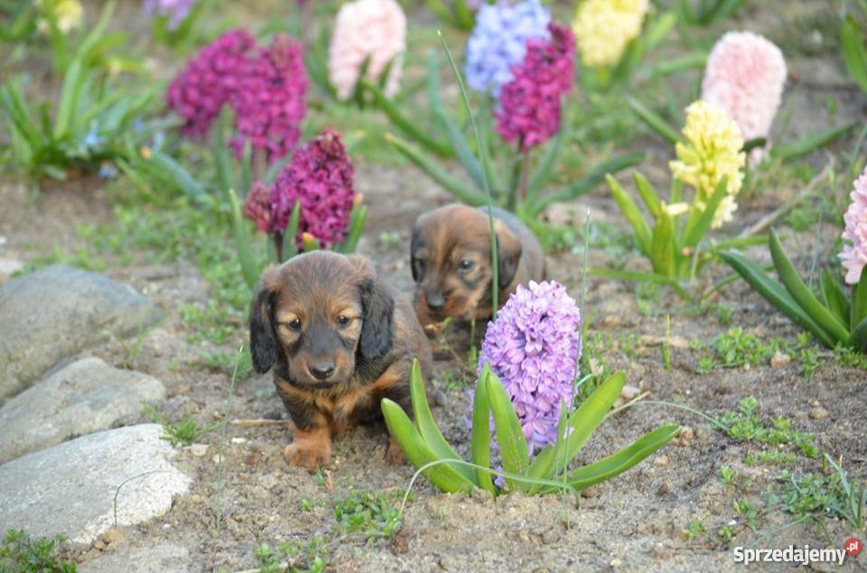 Jamnik długowłosy miniaturowy Bojanowo - Sprzedajemy.pl