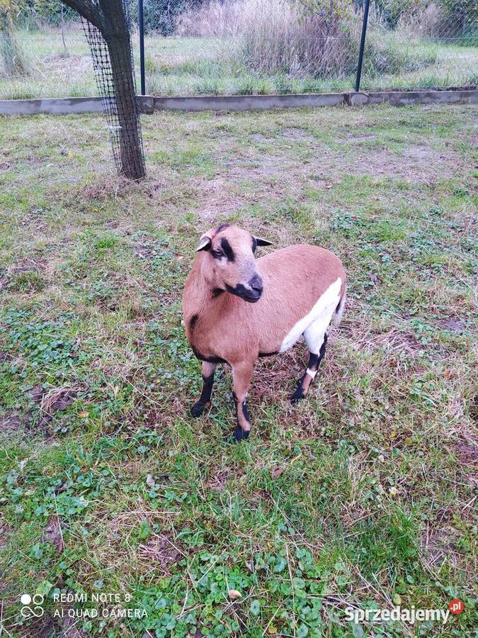 Barany Kameruńskie Kańczuga - Sprzedajemy.pl