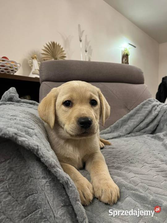 Labrador Retriver 4 suczki i 2 psy Nowe Grabie - Sprzedajemy.pl