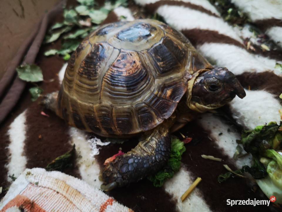 Żółw stepowy Bydgoszcz - Sprzedajemy.pl