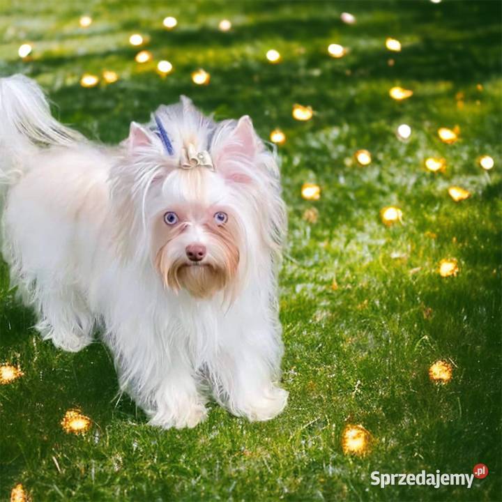 Golddust Yorkshire Terrier- chłopiec REZERWACJA Stojowice - Sprzedajemy.pl