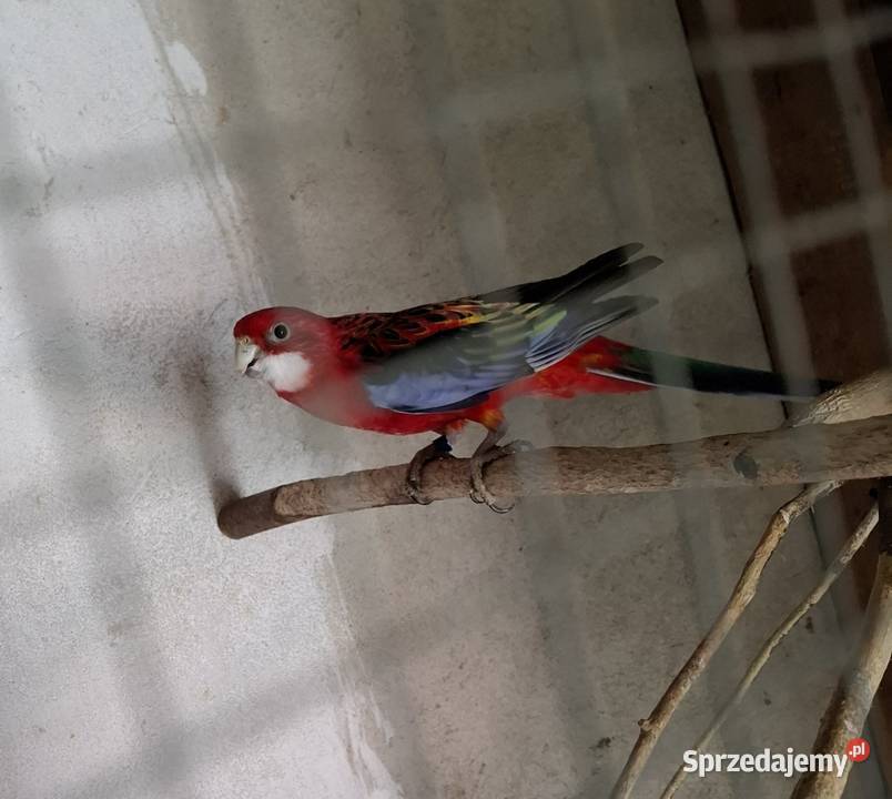 Rozella samiec 2022 Częstochowa - Sprzedajemy.pl