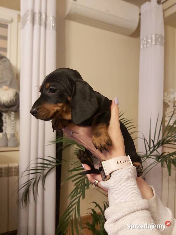 Jamnik Miniaturowy Suczki i Pieski Piękne Dębica - Sprzedajemy.pl