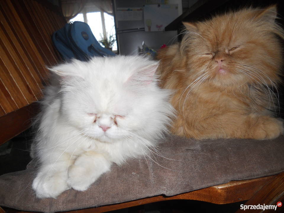 Koty Perskie Nosówka - Sprzedajemy.pl