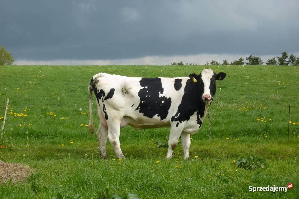 Krowy mleczne rasy H-F-DANIA, Niemcy- RABAT 500zł - Sprzedajemy.pl