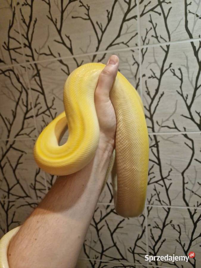 Pyton birmański, pyton tygrysi samica Wrocław - Sprzedajemy.pl