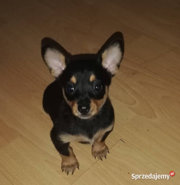 Ratlerek Pinczer Miniaturowy Łaziska - Sprzedajemy.pl