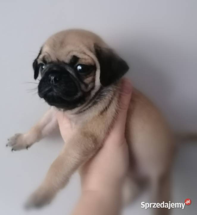 Mops mopsik szczeniaki beżowe suczki Wrocław - Sprzedajemy.pl