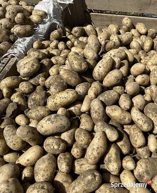 ZIEMNIAKI ŻÓŁTA STOKROTKA - 15 KG - OD ROLNIKA świeżo wykopane ...