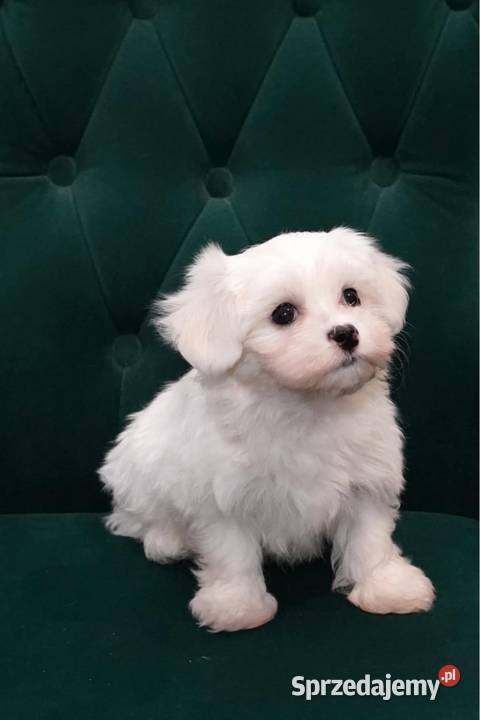 Maltanczyk Samiec z Rodowodem Konin - Sprzedajemy.pl