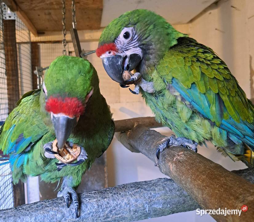 Ara militaris - samica 2025 Skokowa - Sprzedajemy.pl