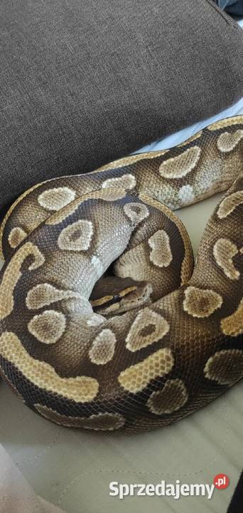 Pyton królewski samica Lwówek Śląski - Sprzedajemy.pl