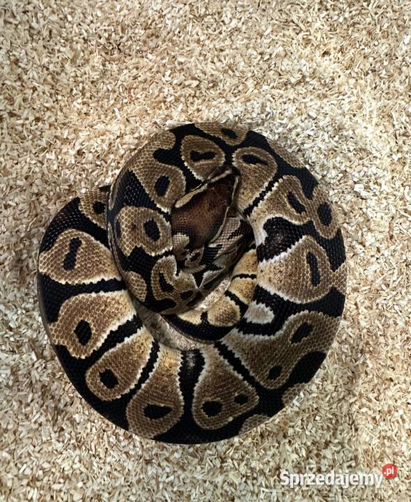 Pyton królewski regius samica Radom - Sprzedajemy.pl