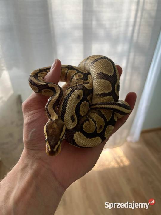 PYTON KRÓLEWSKI + TERRARIUM Koło - Sprzedajemy.pl