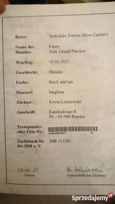 York terrier miniaturka suczka czarno złota Konin - Sprzedajemy.pl