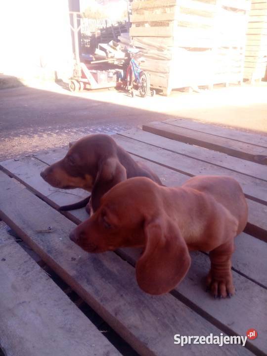 Sprzedam pieski jamniki Kraków - Sprzedajemy.pl