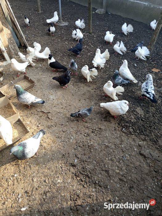 Sprzedam gołębie kolorowe Grodzisk Wielkopolski - Sprzedajemy.pl