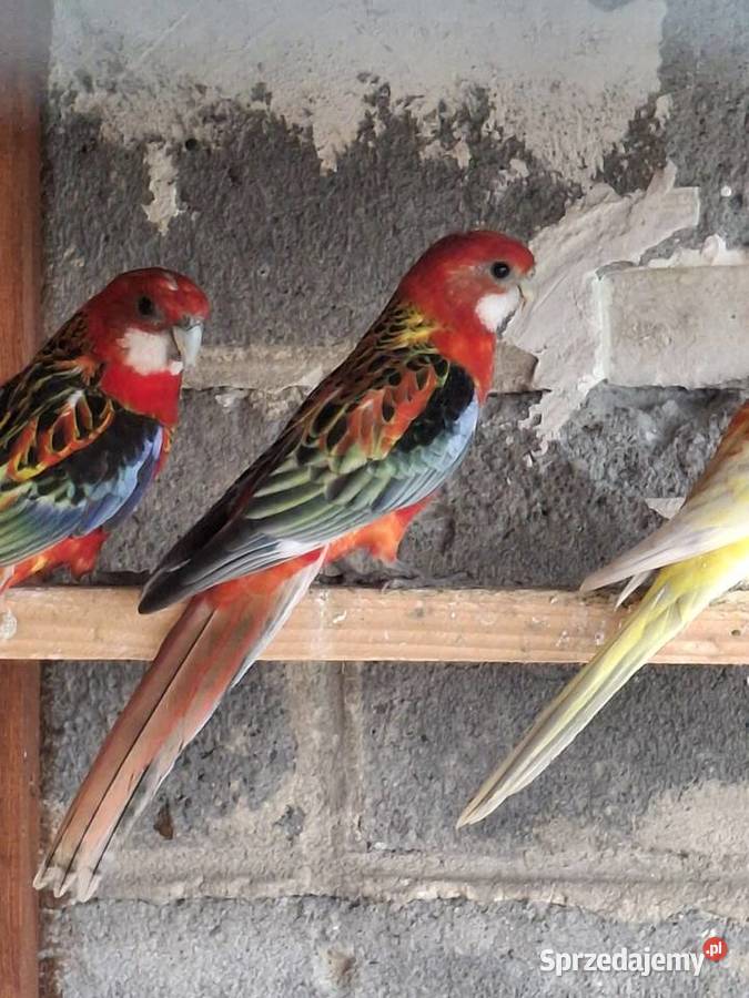 Rozella papuga samica Brzesko - Sprzedajemy.pl