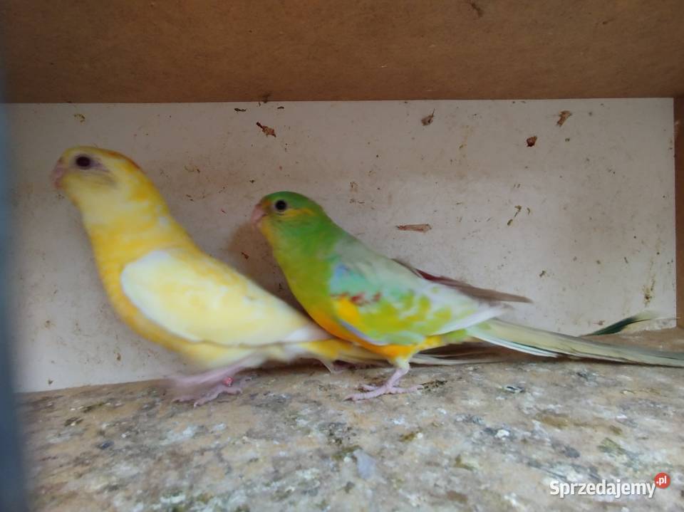 Sprzedam nimfy faliste oraz inne Bukowiec - Sprzedajemy.pl