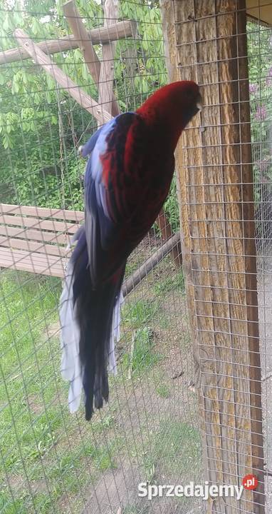 Papuga Rozella Królewska samiec Piaseczno - Sprzedajemy.pl