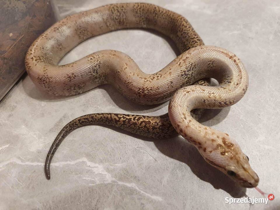 Pyton birmański tygrysi samica Wrocław - Sprzedajemy.pl