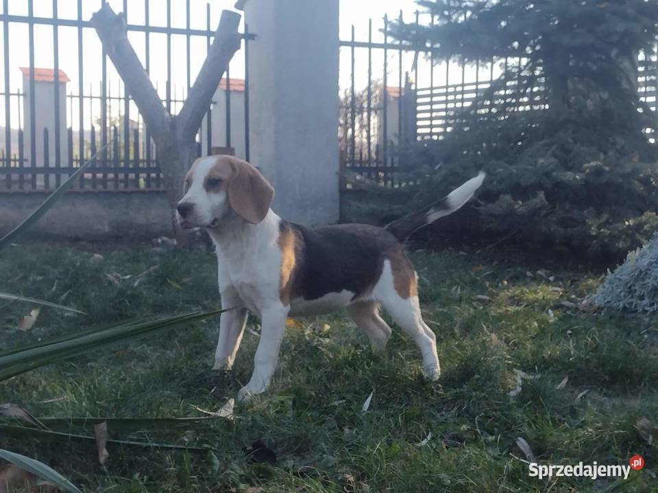 BEAGLE ŚLICZNA SUNIA Drogusza - Sprzedajemy.pl
