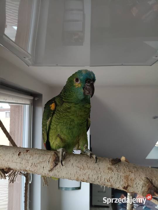 Amazonka niebieskoczelna samica ręcznie karmiona Lubliniec - Sprzedajemy.pl