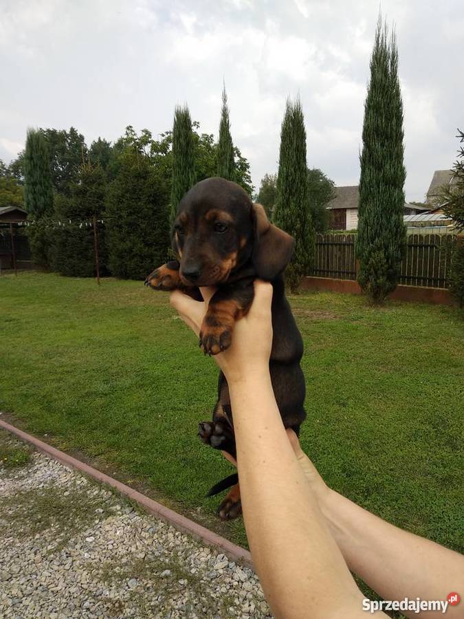 Sprzedam jamniki miniaturowe z rodowodem Wierzchowiny - Sprzedajemy.pl