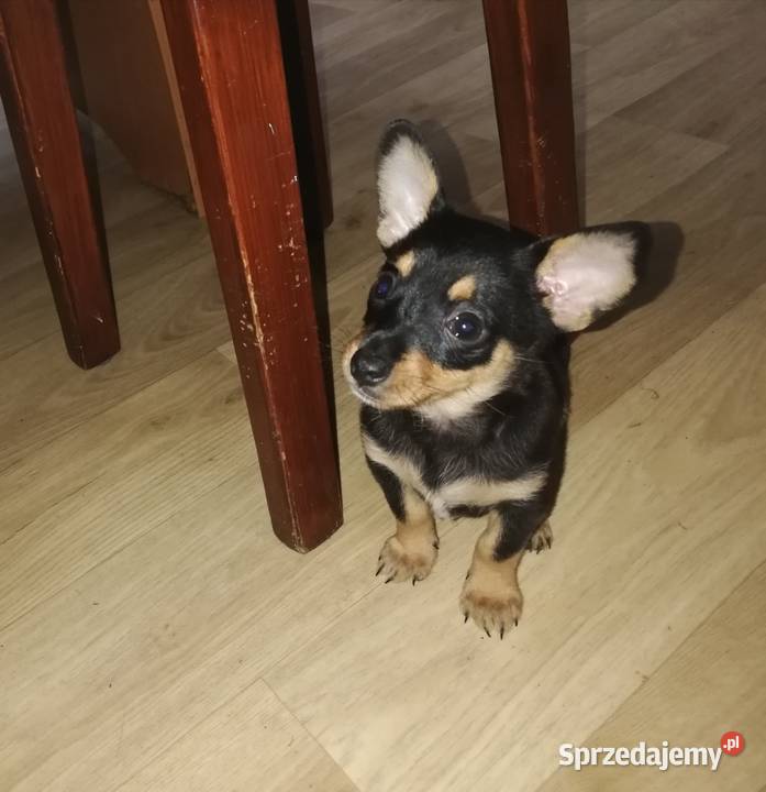 Ratlerek Pinczer Miniaturowy Łaziska - Sprzedajemy.pl