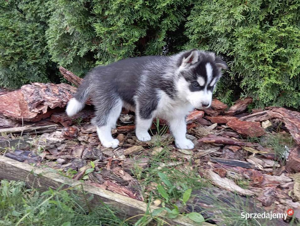 Siberian Husky boy Racibórz - Sprzedajemy.pl