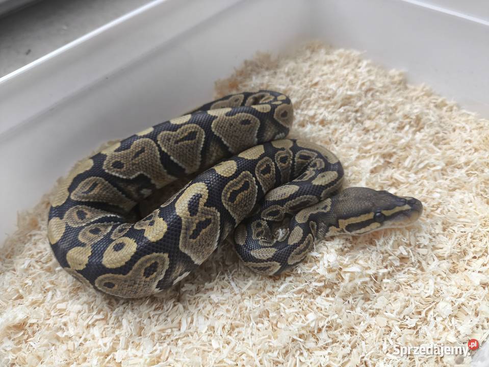 Pyton królewski samiec nr 220 Boruja Kościelna - Sprzedajemy.pl