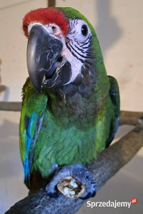 Ara militaris - samica 2025 Skokowa - Sprzedajemy.pl