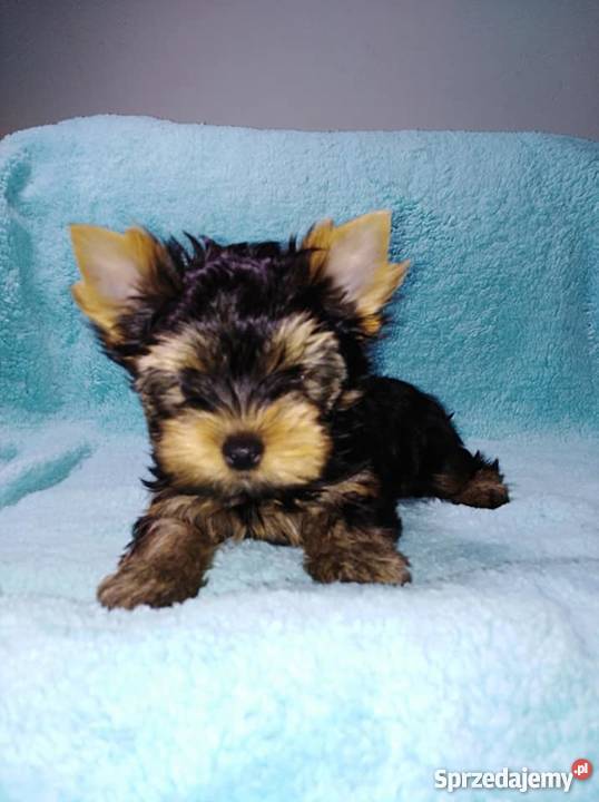 York piekny mały piesek got. do odbioru Cieciorka - Sprzedajemy.pl