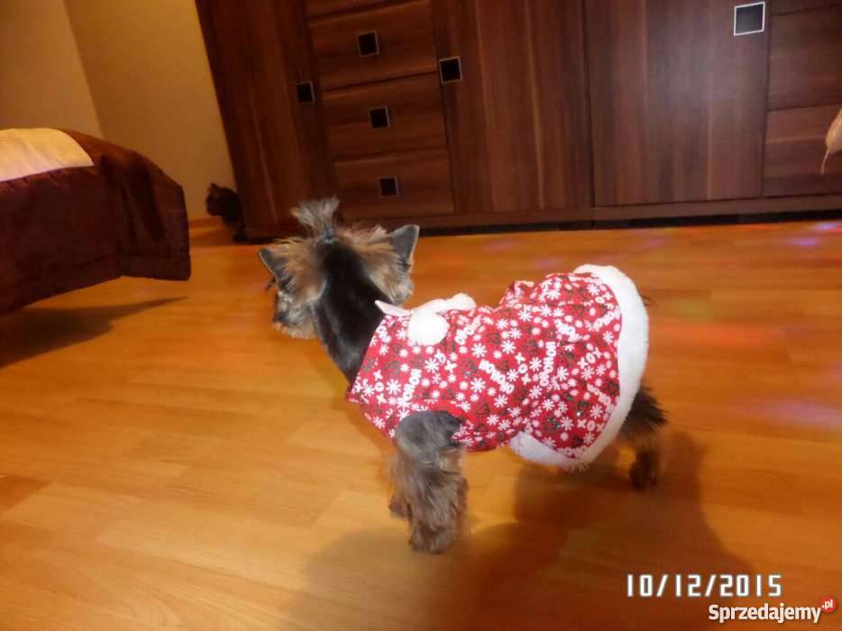 York terrier miniaturka suczka czarno złota Konin - Sprzedajemy.pl