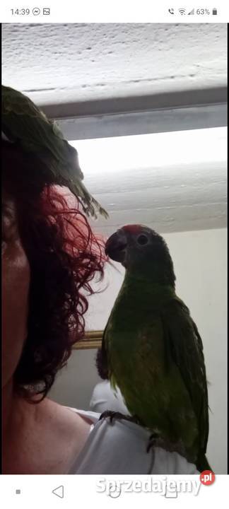 Amazonka bodini ręcznie karmiona 4 miesięczna super oswojona Wodzisław ...