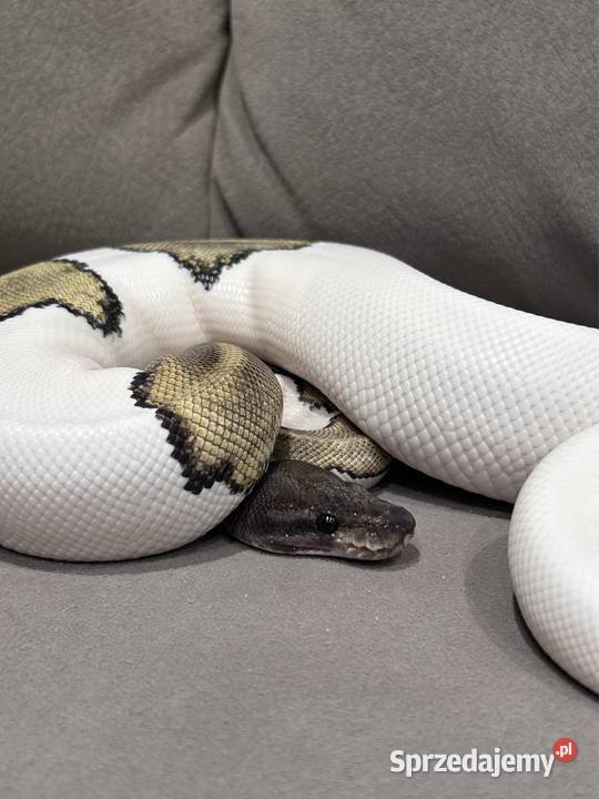 Pyton królewski samica Dąbrowa Górnicza - Sprzedajemy.pl