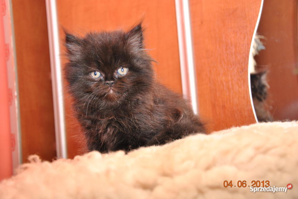 KOCIĘTA PERSKIE - Sprzedajemy.pl