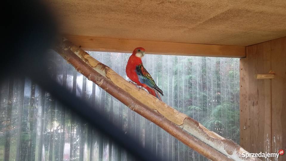 papuga rozella Rzeszów - Sprzedajemy.pl
