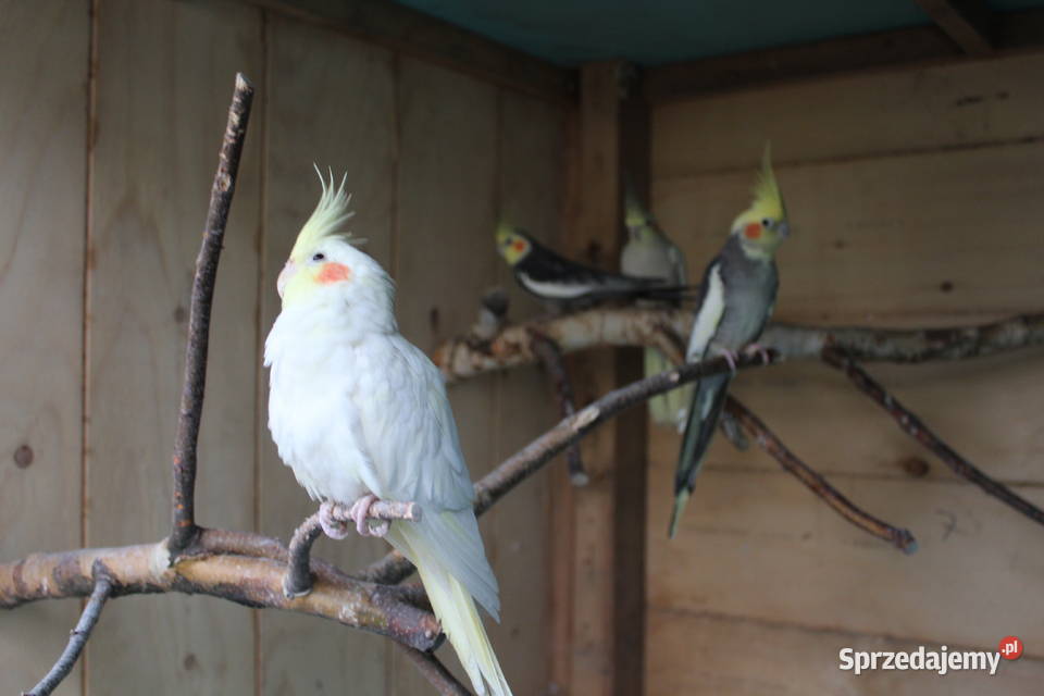 Nimfy Jasło - Sprzedajemy.pl