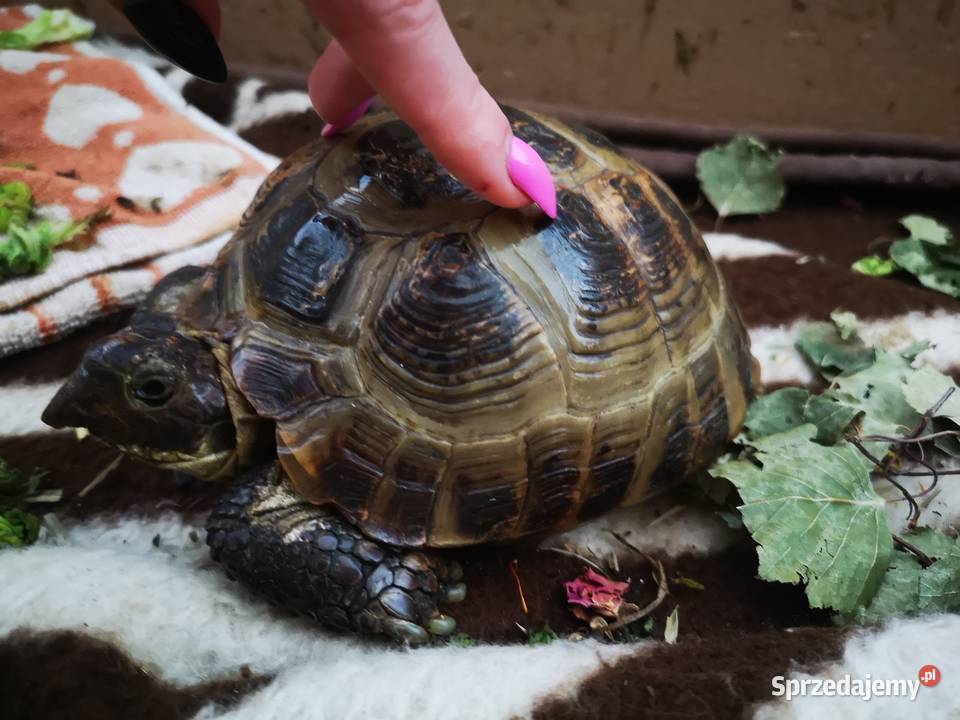 Żółw stepowy Bydgoszcz - Sprzedajemy.pl