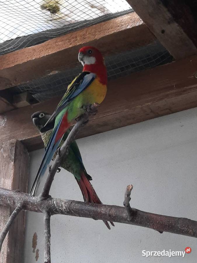 Rozella białolica Rozelle białolice samica 2020r Konin - Sprzedajemy.pl