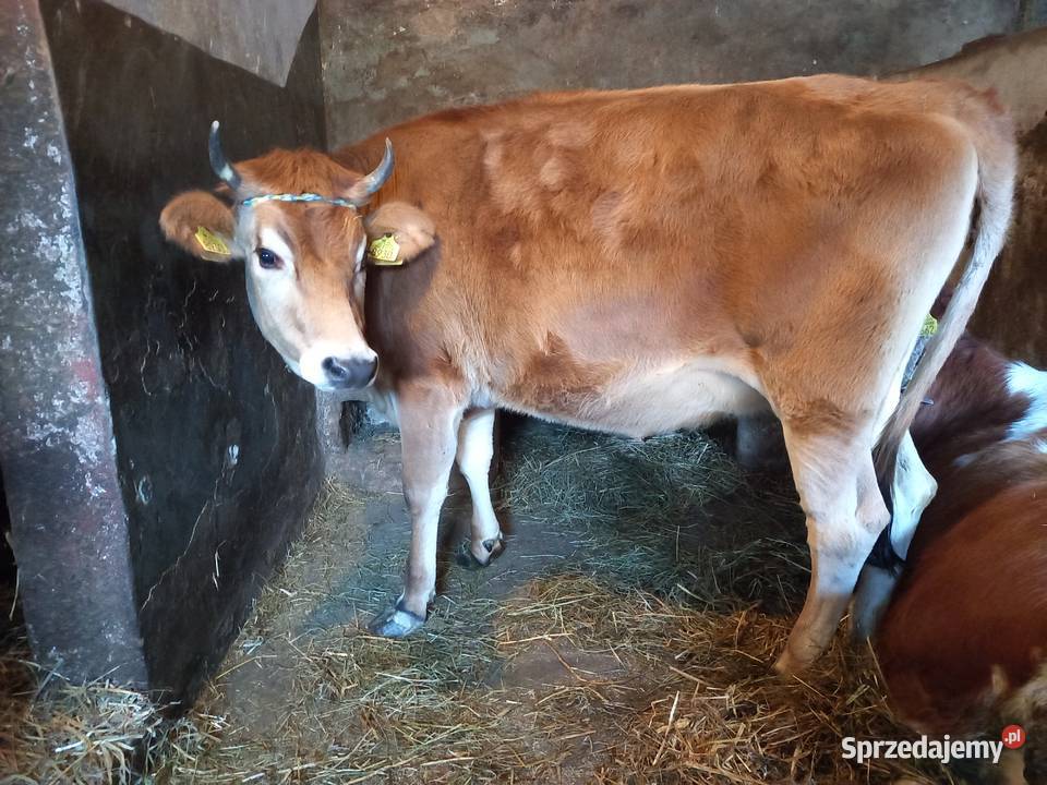 Jałówka (Krowa) Mleczna Jersey Szydłów - Sprzedajemy.pl