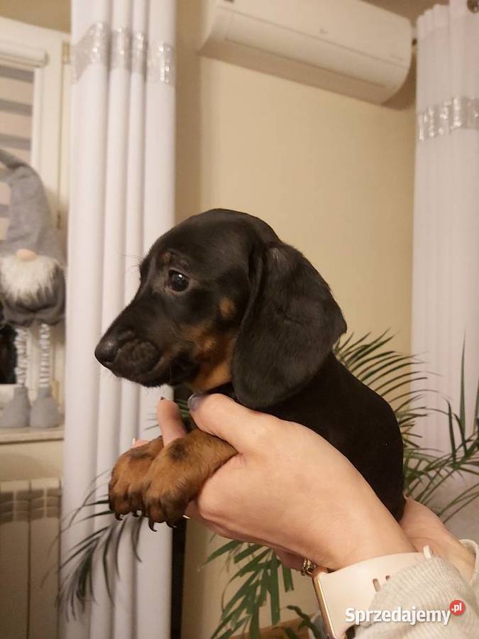 Jamnik Miniaturowy Suczki i Pieski Piękne Dębica - Sprzedajemy.pl