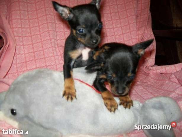 RATLEREK (PINCZER MINIATURKA) - Sprzedajemy.pl