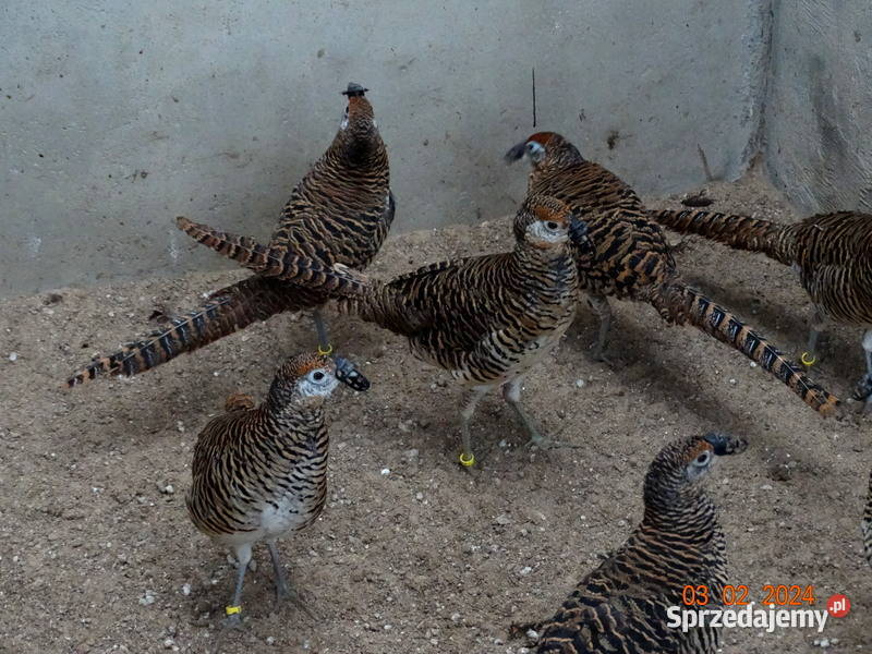 PROMOCJA Bażanty Diamentowe z 2023r Bażant - Samiec i Samice Gostyń ...